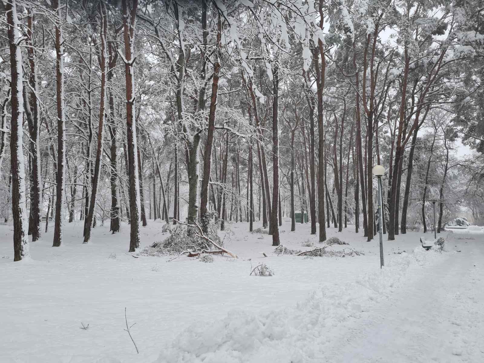 „Stebulė“ pradės sanitarinius kirtimus Miesto sode ir Kurorto parke ...